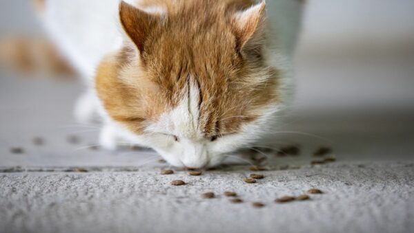 Katze hat Durchfall, frisst aber normal: 8 Ursachen | Dr Sam